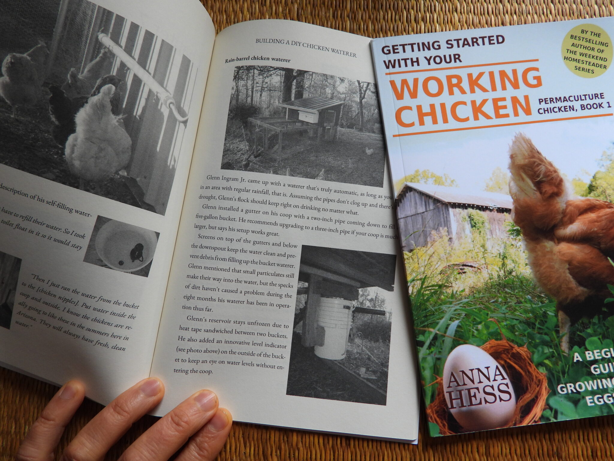 New chicken books - WetKnee Books