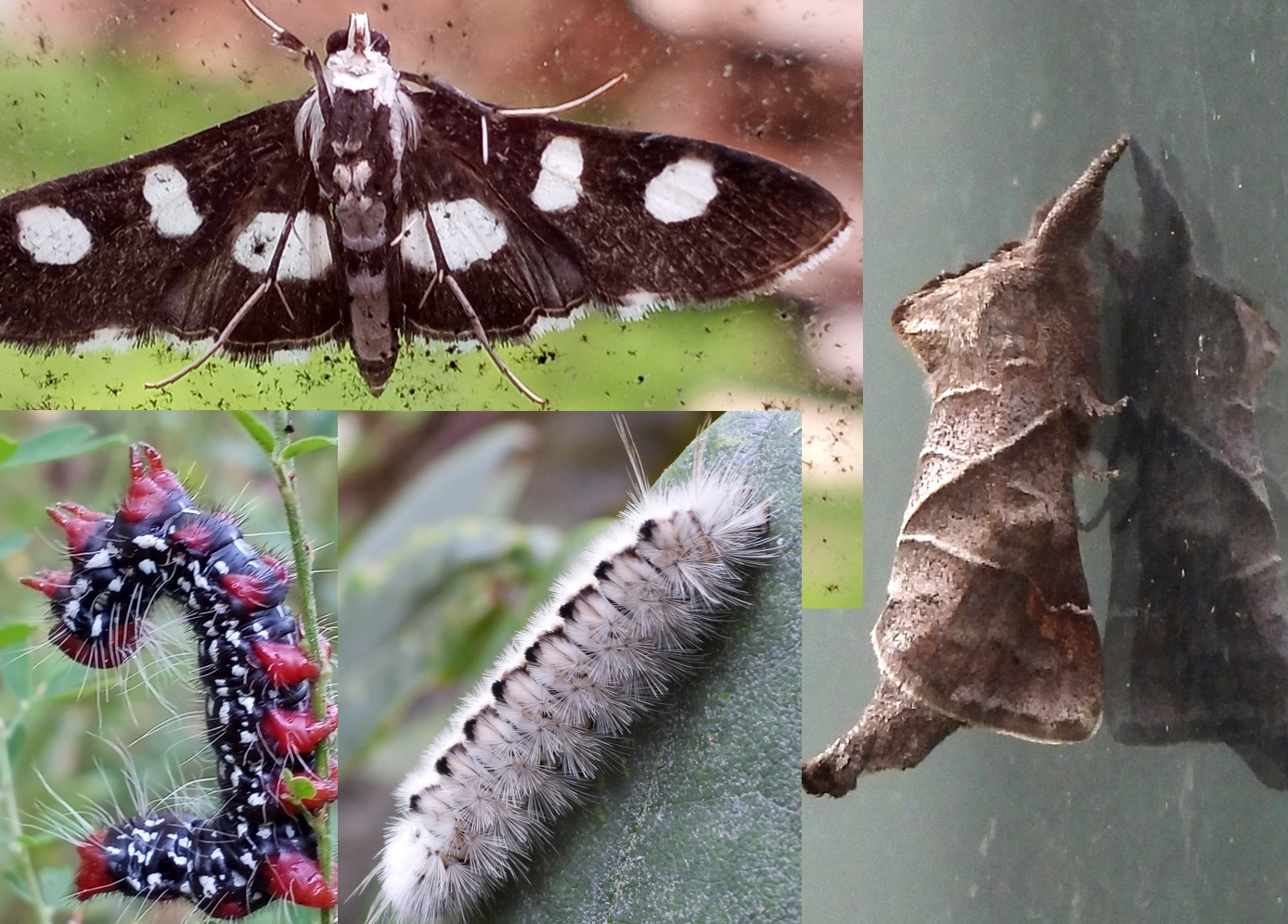 How and why to garden for moths - WetKnee Books