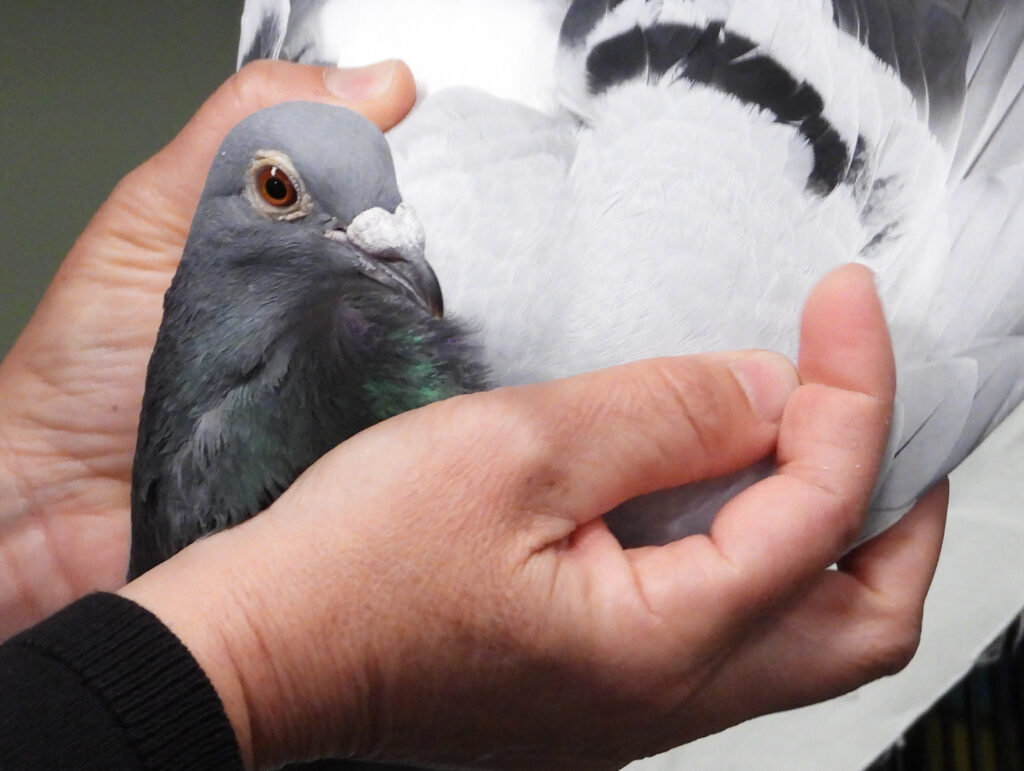 Pigeons for manure, eggs, and meat - WetKnee Books