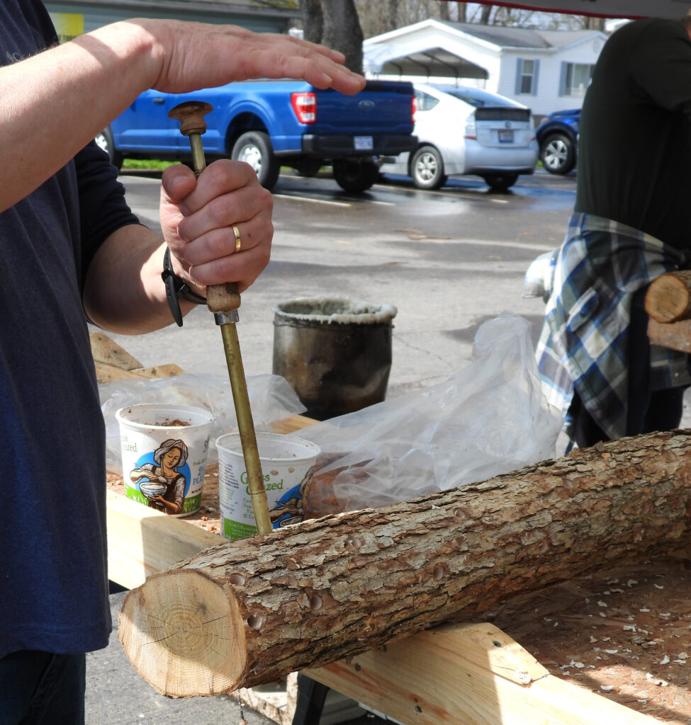 Inoculating mushroom logs with sawdust spawn - WetKnee Books